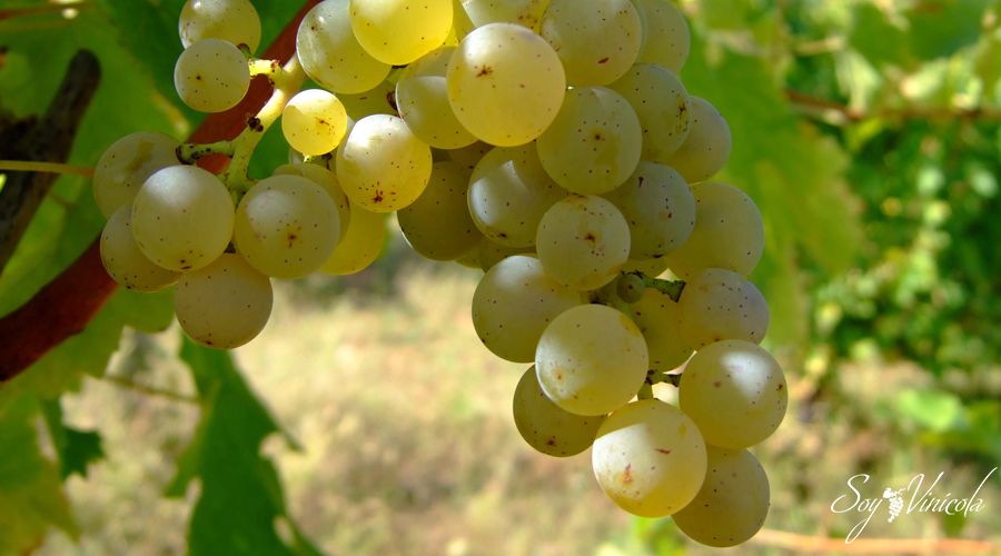 Uvas vinícolas: Uva Torrontés - Soy Vinicola